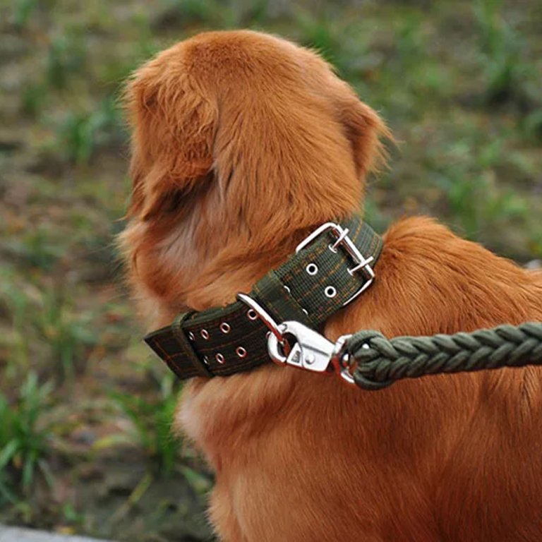 Tactical Double Prong Dog Collar
